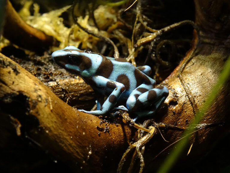 Les Dendrobates - UNICAB